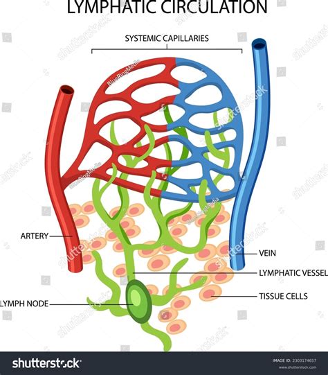 Lymphatic Circulation System Diagram Illustration Stock Vector Royalty