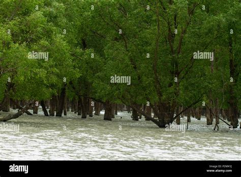 The Sundarbans A Unesco World Heritage Site And A Wildlife Sanctuary