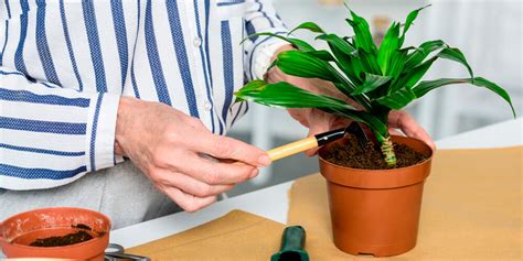 7 кращих кімнатних рослин які заспокоюють нерви