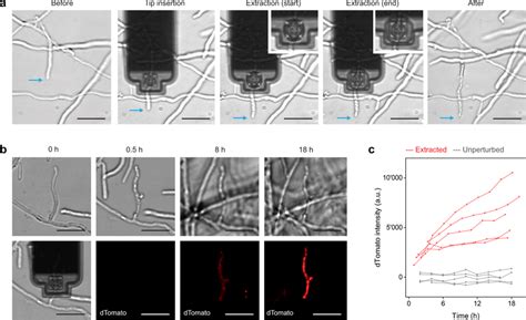 Cytoplasmic Fluid Extraction From C Cinerea A Brightfield Images