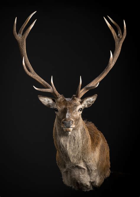 Red Stag Shoulder Mount Nz Taxidermy