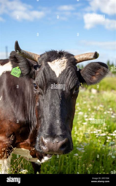 Die Kuh Frisst Frisches Grünes Gras Auf Dem Rasen Oder Auf Dem Feld
