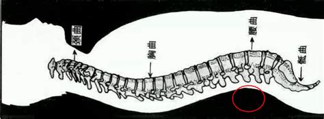腰椎间盘突出睡硬板床真的管用 床垫