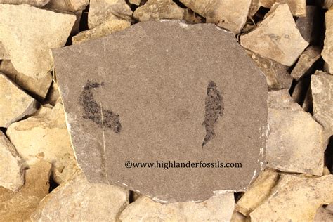 Pin On Fossils