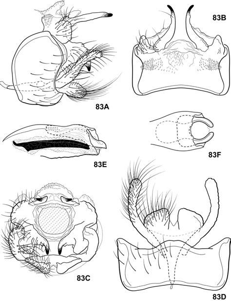 Male Genitalia Of Polyplectropus Elongatus Yamamoto 1966 Holotype