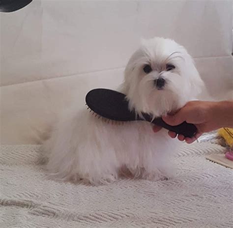 Total Grooming Guide For Your Maltese Dog The Maltese Club