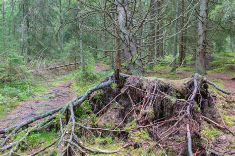 Fallen Spruce Tree Stock Image Image Of Landscape Scene 60615743