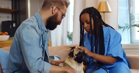 At Home Vs In Hospital Euthanasia For Pets Zoetis Petcare