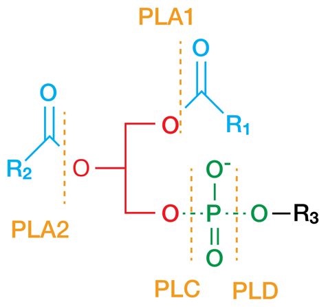 Phospholipase A2 Wikipedia