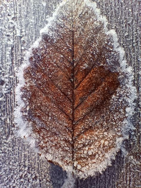 Premium Photo Close Up Of Frozen Leafs