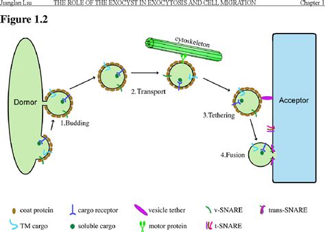 Figure 12 From The Role Of The Exocyst In Exocytosis And Cell