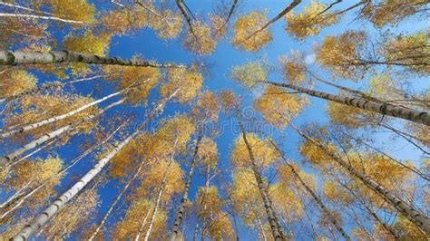Panoramic Autumn Landscape Autumn Scenery In A Deciduous Forest Low