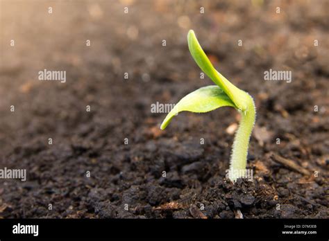 Plant Sprout