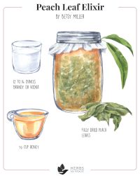 Peach Leaf For Nausea Anxiety And More With Betsy Miller