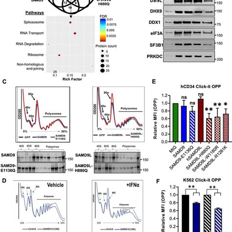 Proteomics Reveal A Role In RNA Processing And Protein Synthesis A Venn Download Scientific