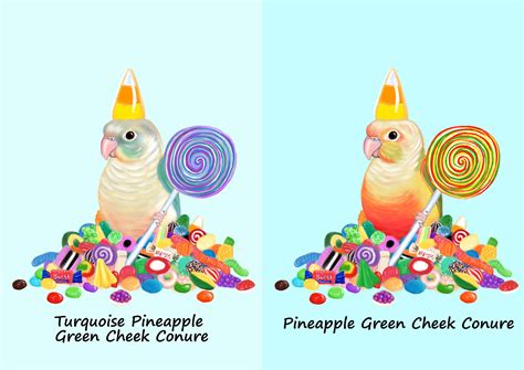 Cute Conure Art Prints Candy Conures Gcc Green Cheek Conure
