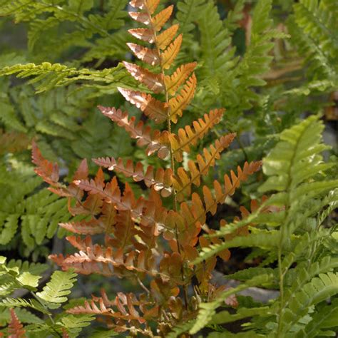 Types Of Ferns 20 Fern Species To Beautify Your Garden Parade Home