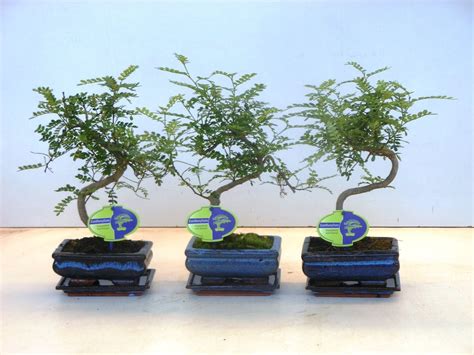 Zanthoxylum Piperitum — Plant Wholesale Floraccess