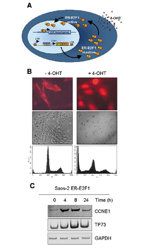 Regulation Of E2f1 Activity In The Inducible Saos 2 Er E2f1 Cell Line