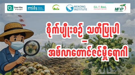 အစိမ်းရောင်လမ်း စိုက်ပျိုးစဉ် သတိပြုပါ အဖ်လာတောင်ဇင်မှိုရောဂါ