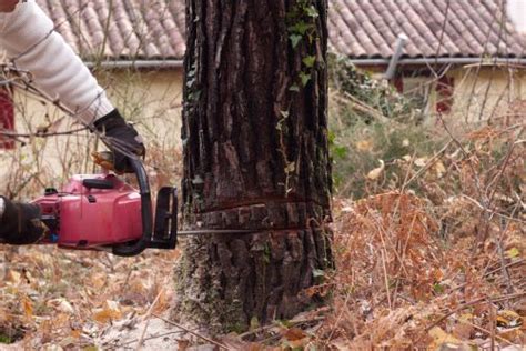 How To Cut Down A Large Pine Tree Neufutur Magazine