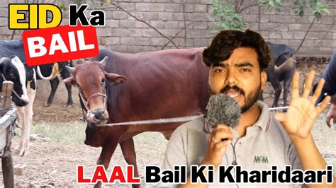 Qurbani Ke Janwar 2023 Kitne Ka Liya Qurbani Ka Janwar 2023 Wela