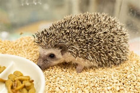 ハリネズミの飼育青森県八戸市やすだ動物病院