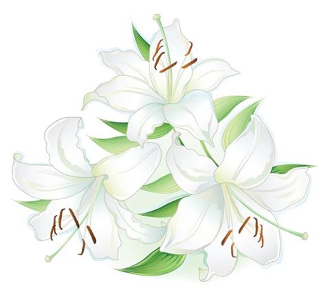 Lilly Vector Images Over 3 200