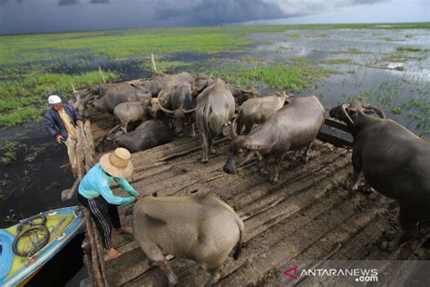 Keberadaan Kerbau Rawa Di Danau Panggang Antara News Kalimantan Selatan
