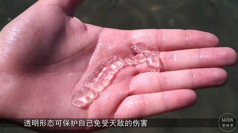 罕见的透明鱼男子赶海时捉到一只专家赶紧放生那不是鱼 YouTube
