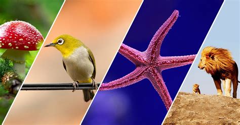Parthenogenesis Asexual Reproduction