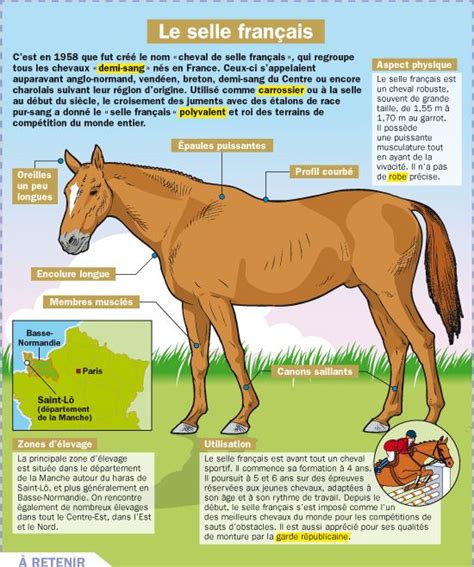 Playbac Presse Digital Selle Francais Galop 3 Cheval Galop