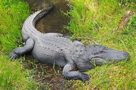 Do Alligators Eat Humans The Truth Wildlife Informer