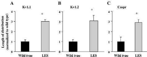 Quantification Of The Changes In Distribution Of Kv1 1 Kv1 2 And