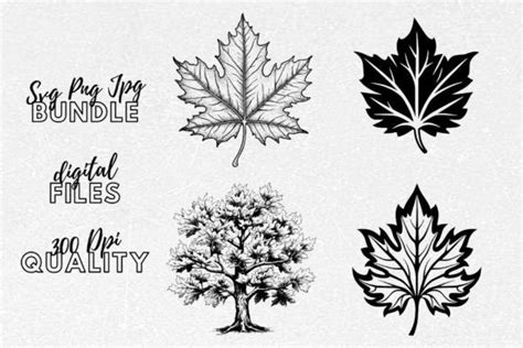 Maple Leaf Svg Maple Tree Clipart Graphic By Younique Aartwork