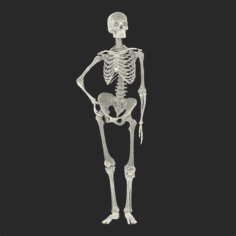 3d Human Female Skeleton Pose