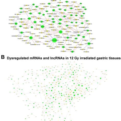 The Coexpression Network Between Dysregulated Lncrnas And Mrnas A