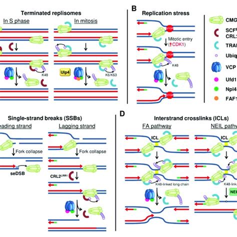 Models For Replisome Disassembly A Disassembly Of Terminated