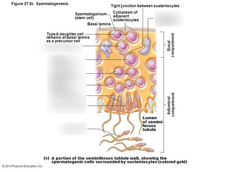 Spermatogonia Spermatocytes Spermatids Spermatozoa