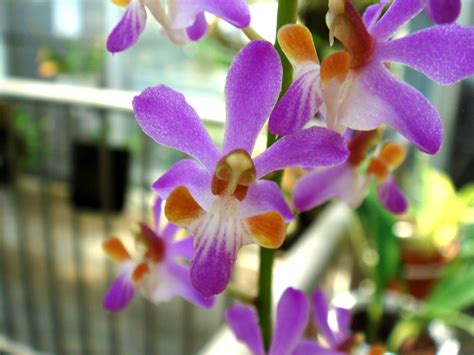 Phalaenopsis pulcherrima (Lindley) J. J. Smith