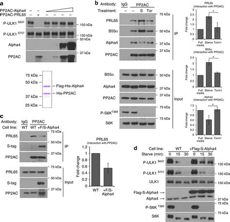 Starvation Stimulates Release Of Pp2a Catalytic Subunit From Inhibitory