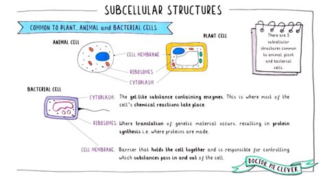 Cambridge Igcse Biology Cells Structures And Functionspptx