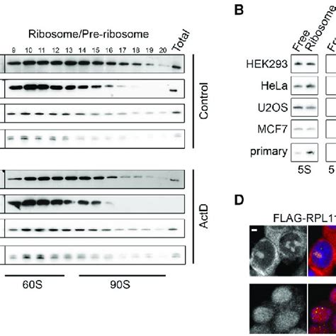 A 5s Rnp Complex Containing 5s Rrna Rpl5 And Rpl11 Only Accumulates
