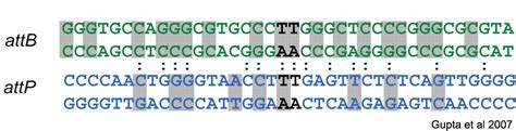 Attb And Attp Sequence Sequences In Attb That Affect The Flickr