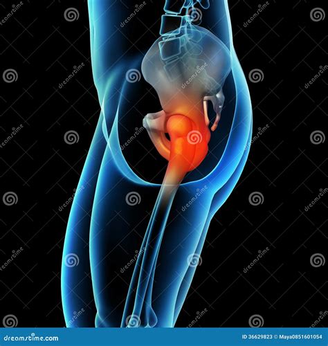 Hip Joint Stock Illustration Illustration Of Cranium 36629823