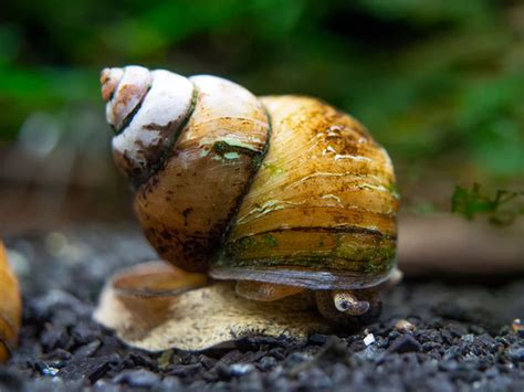 Japanese Trapdoor Snail Sinotaia Quadrata Tank Bred In 2024