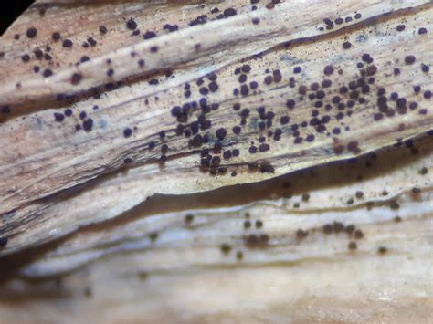 Epicoccum Nigrum Epicoccum Nigrum Naturbasen