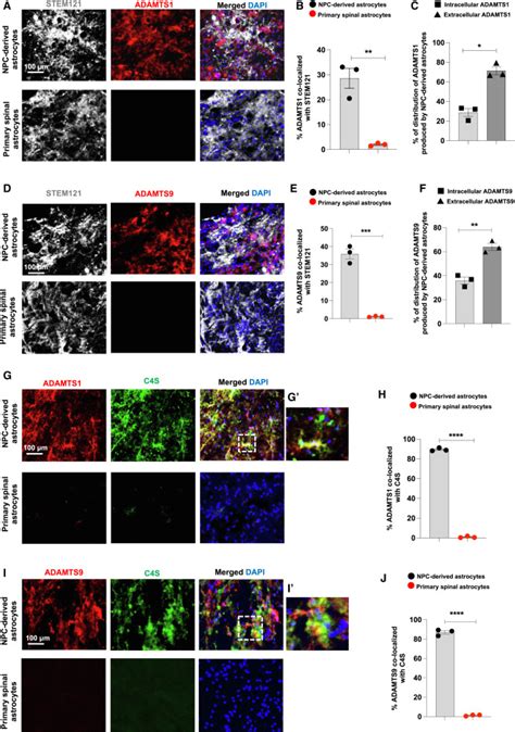 Astrocytes Originated From Neural Stem Cells Drive The Regenerative
