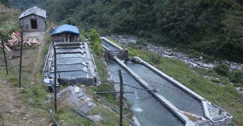 विदेशबाट फर्केर सामूहिक माछापालन Online Khabar