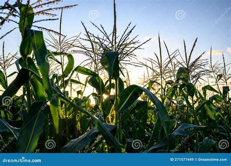 Row Of Sweet Corn With Pollen In A Garden Stock Image Image Of Crop Green 271577449